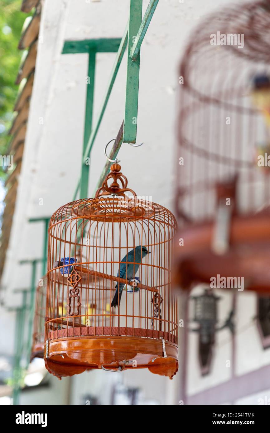 Exotic blue bird inside orange cage at Bird Market in Hong Kong Stock ...