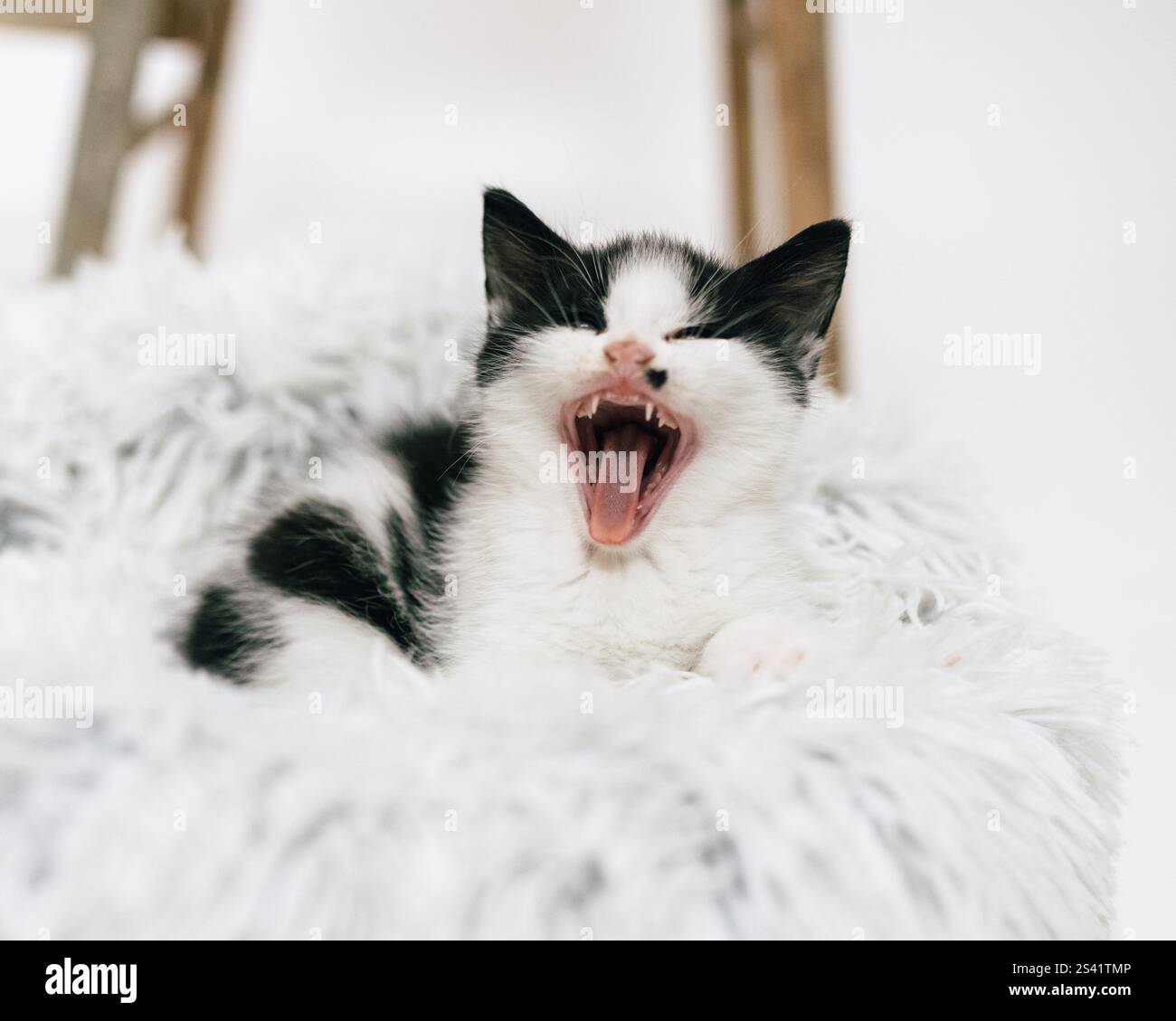 Kitten yawning hi-res stock photography and images - Alamy