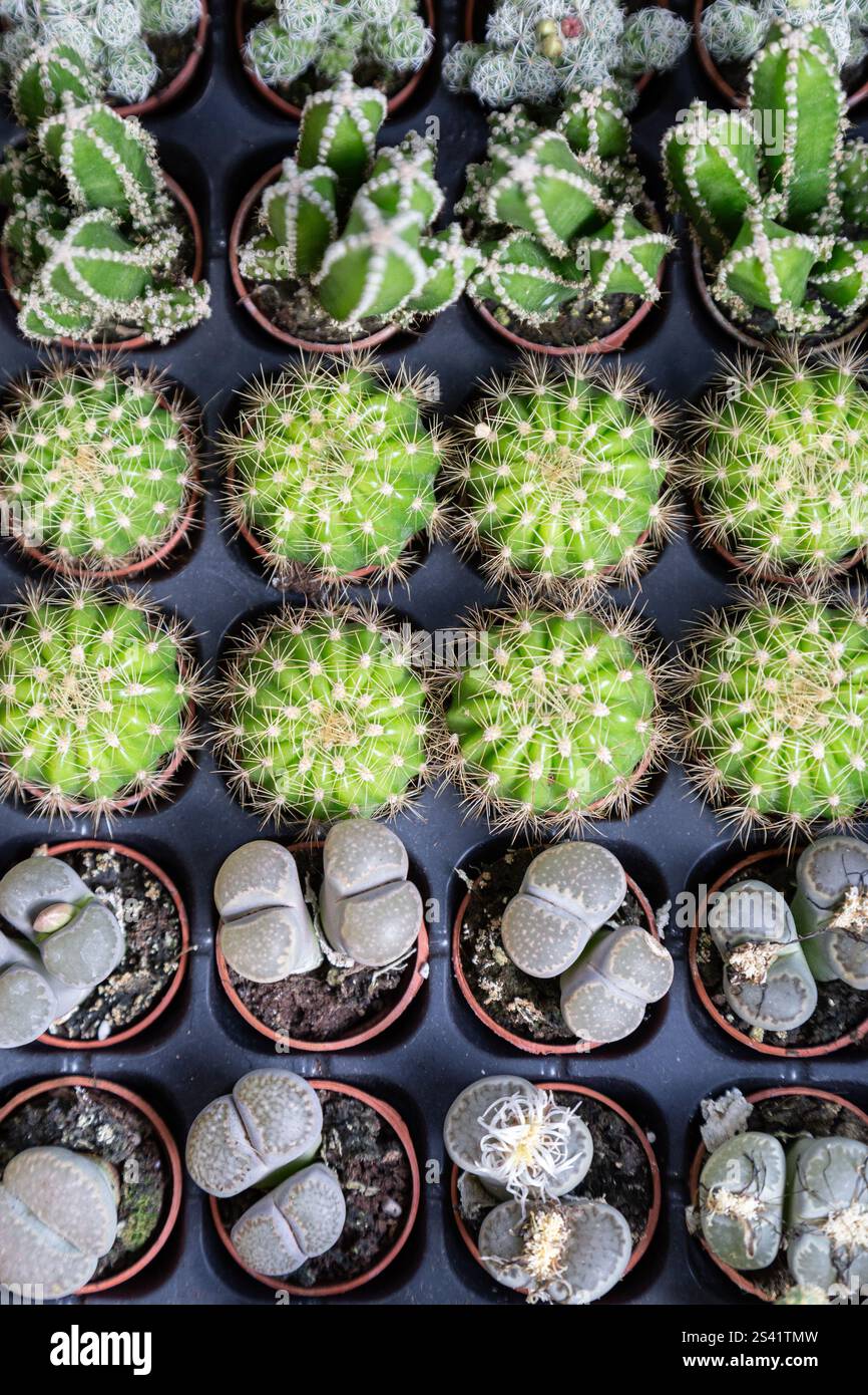 Flower market china cacti hi-res stock photography and images - Alamy