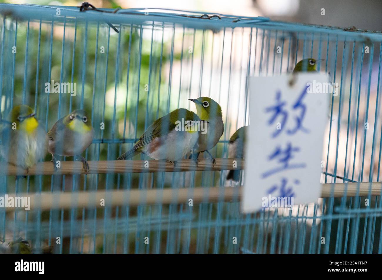 Exotic birds inside blue cage at Bird Market in Hong Kong Stock Photo ...