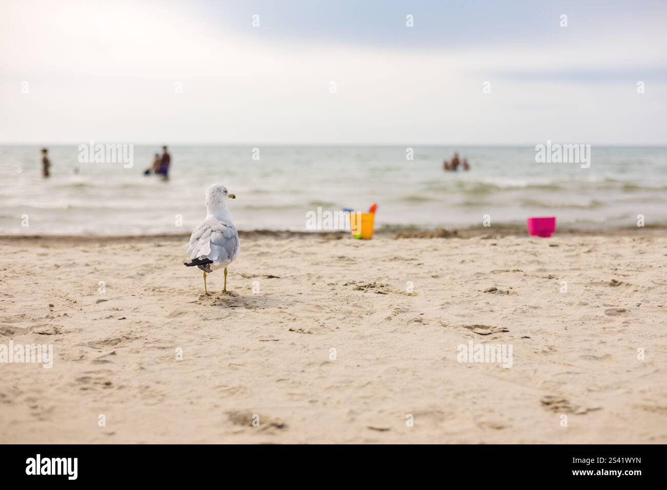 Seagull stands on sandy beach watching families play and swim Stock ...