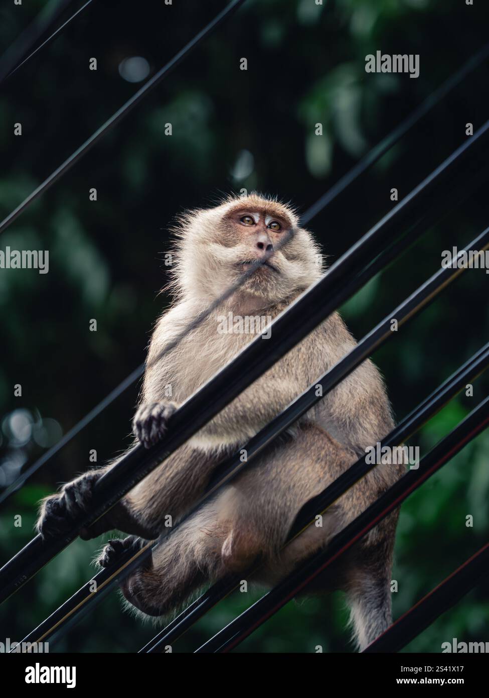 Monkey perched on utility wires in a lush green environment Stock Photo ...
