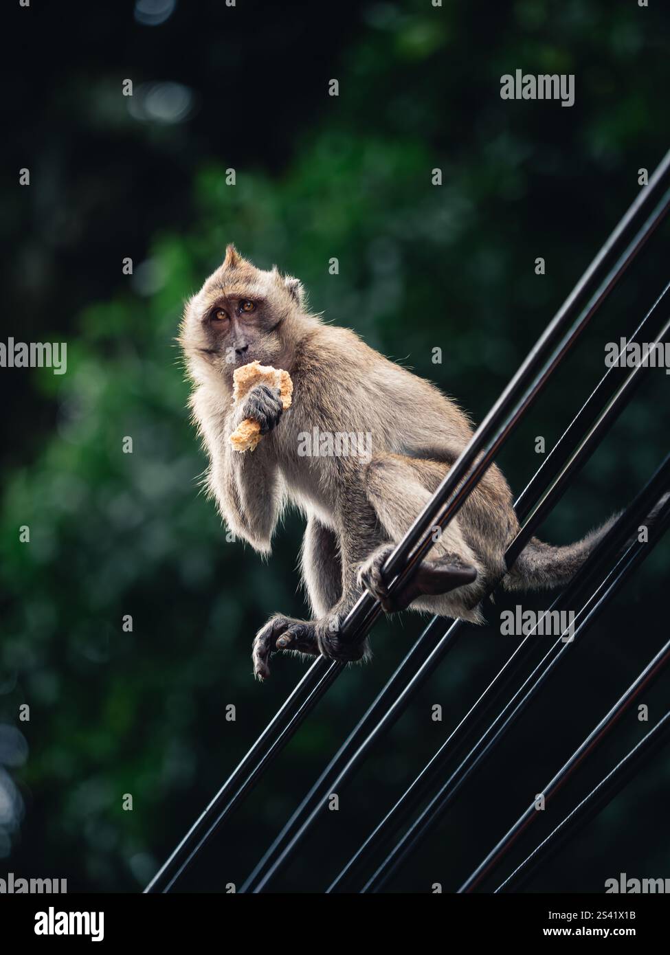 Monkey enjoys snack while perched on electric wires Stock Photo - Alamy