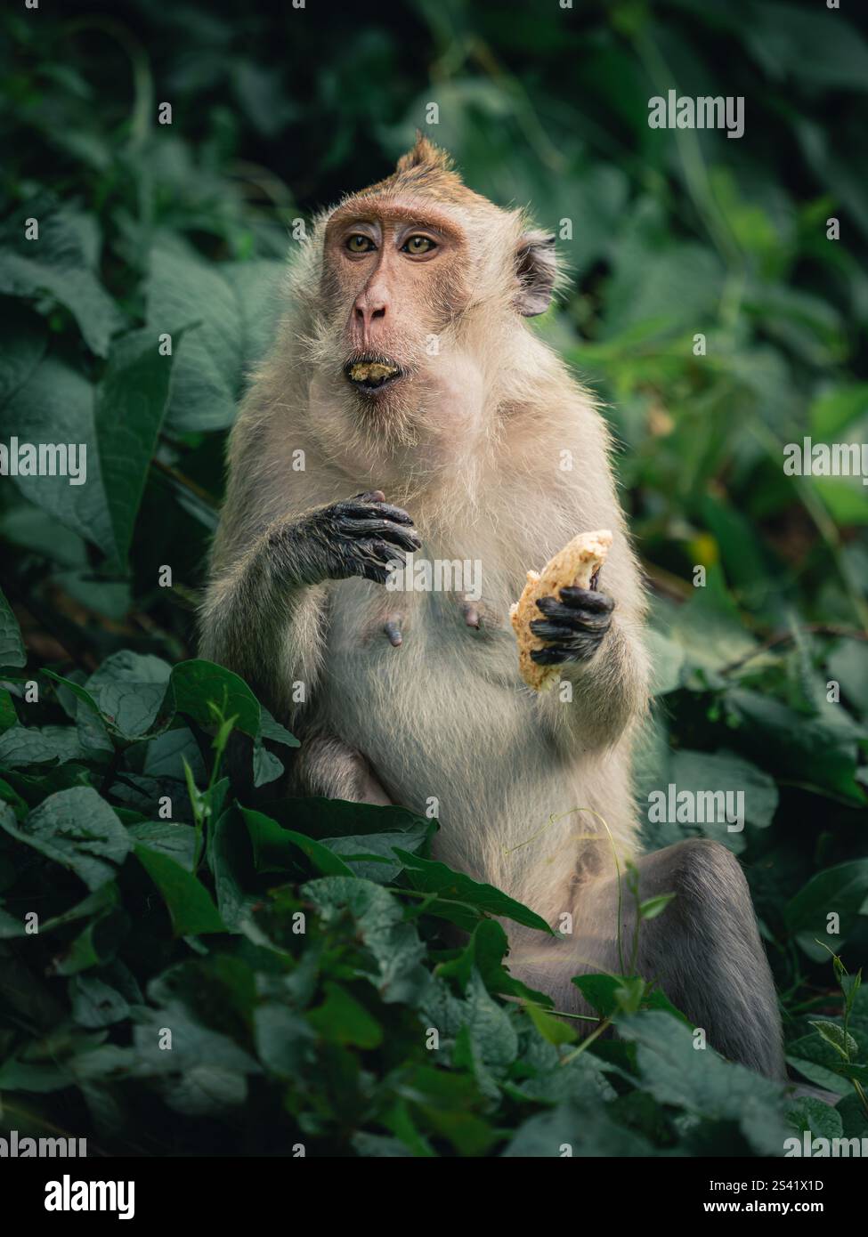 Wild monkey eating fruit while sitting amidst lush greenery Stock Photo ...