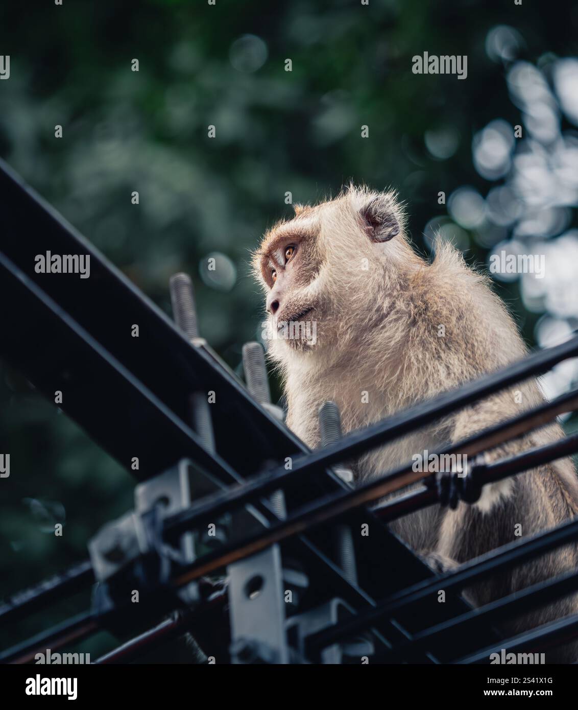 Monkey perched on structure in hi-res stock photography and images - Alamy