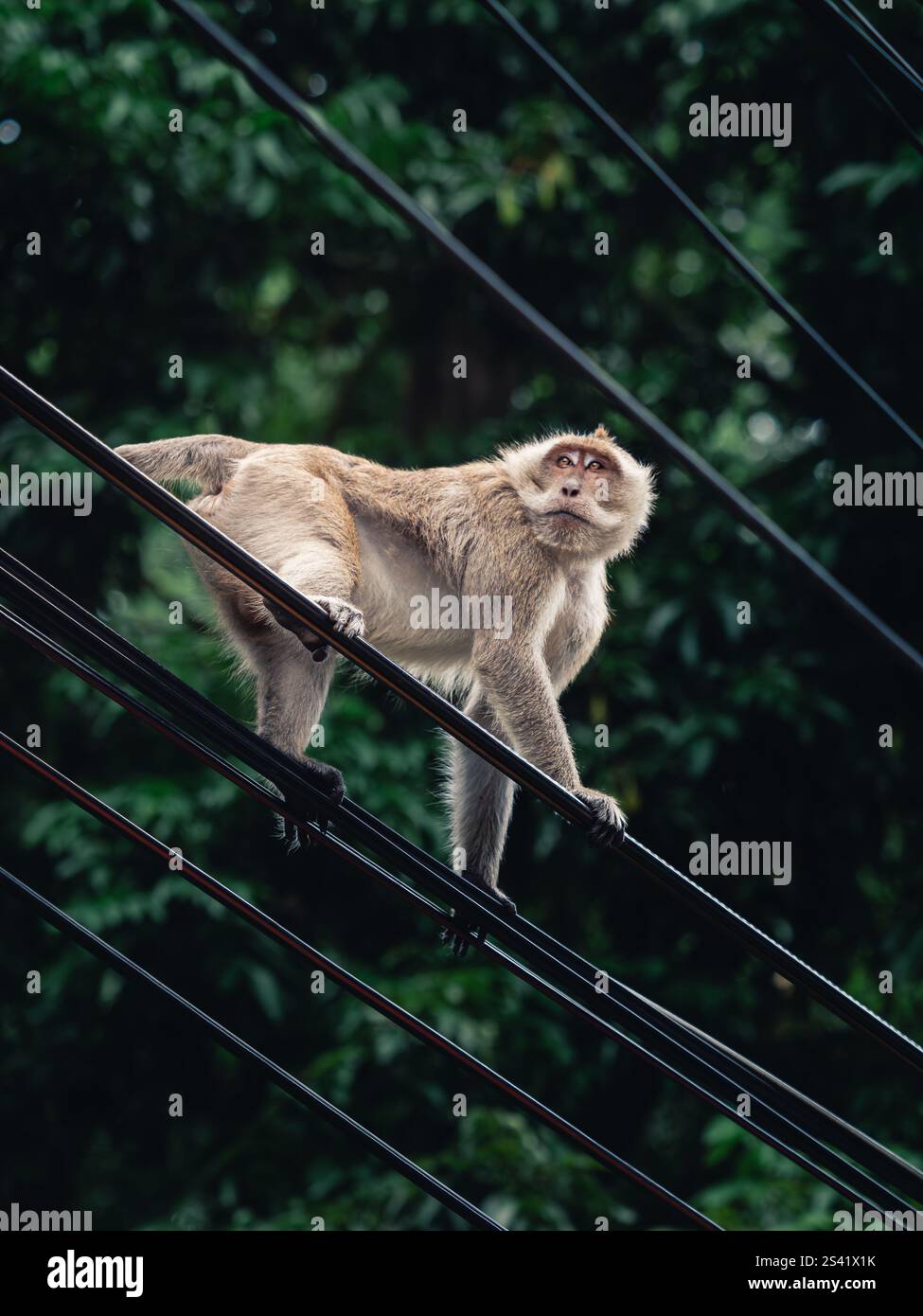 Monkey navigating electrical wires in a lush green environment Stock ...
