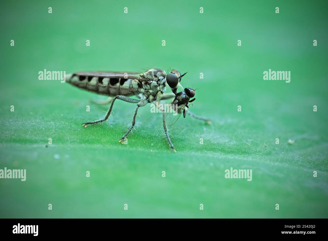 macro photography of Three-banded Pirate (Stichopogon trifasciatus ...