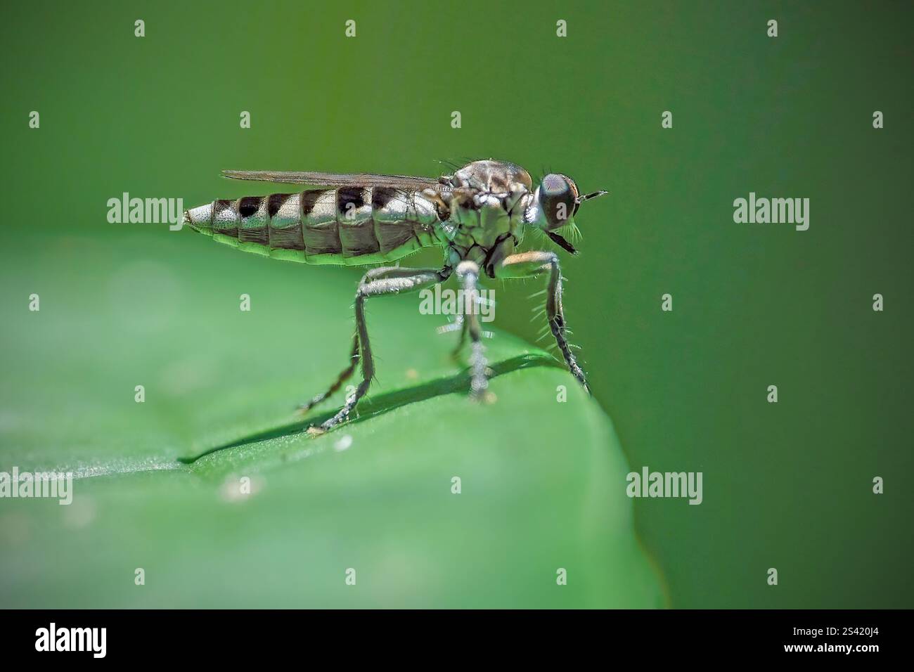 macro photography of Three-banded Pirate (Stichopogon trifasciatus ...