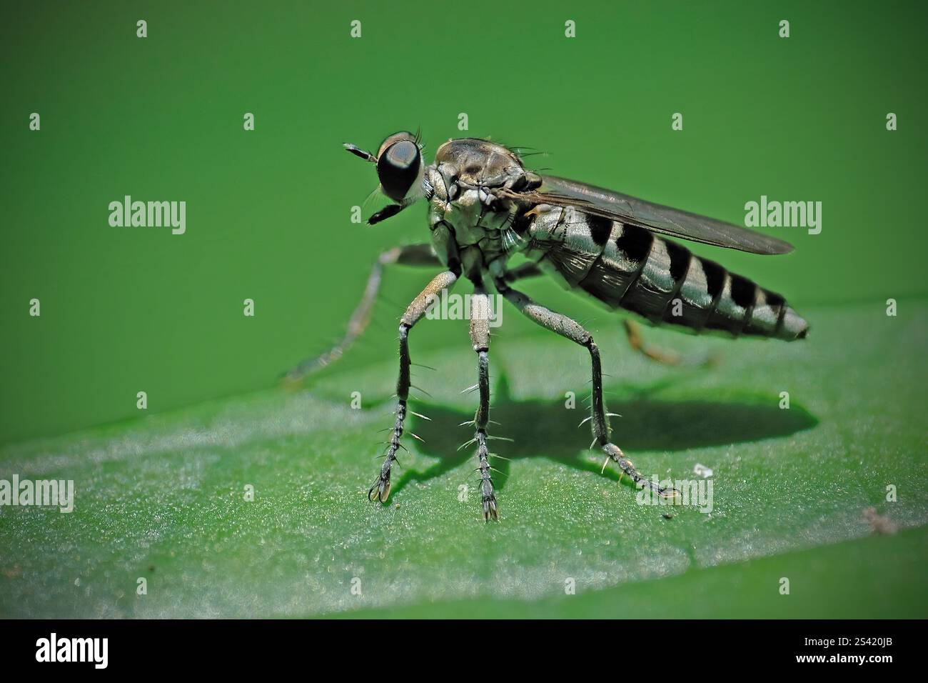 macro photography of Three-banded Pirate (Stichopogon trifasciatus ...