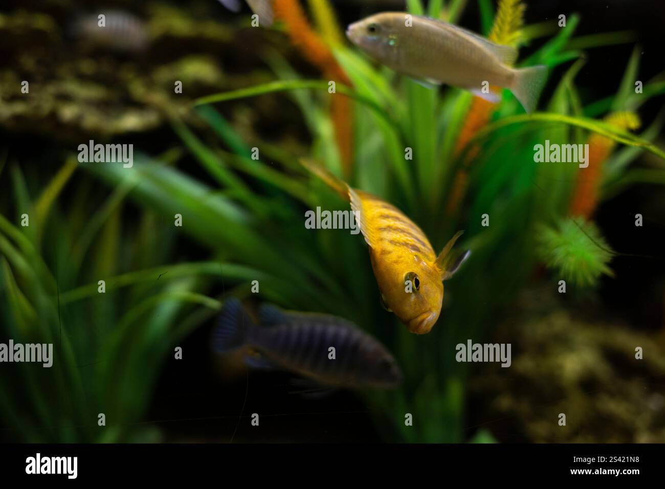 Fish in water. Life in aquarium. Fish among plants at depth. Pets of ...