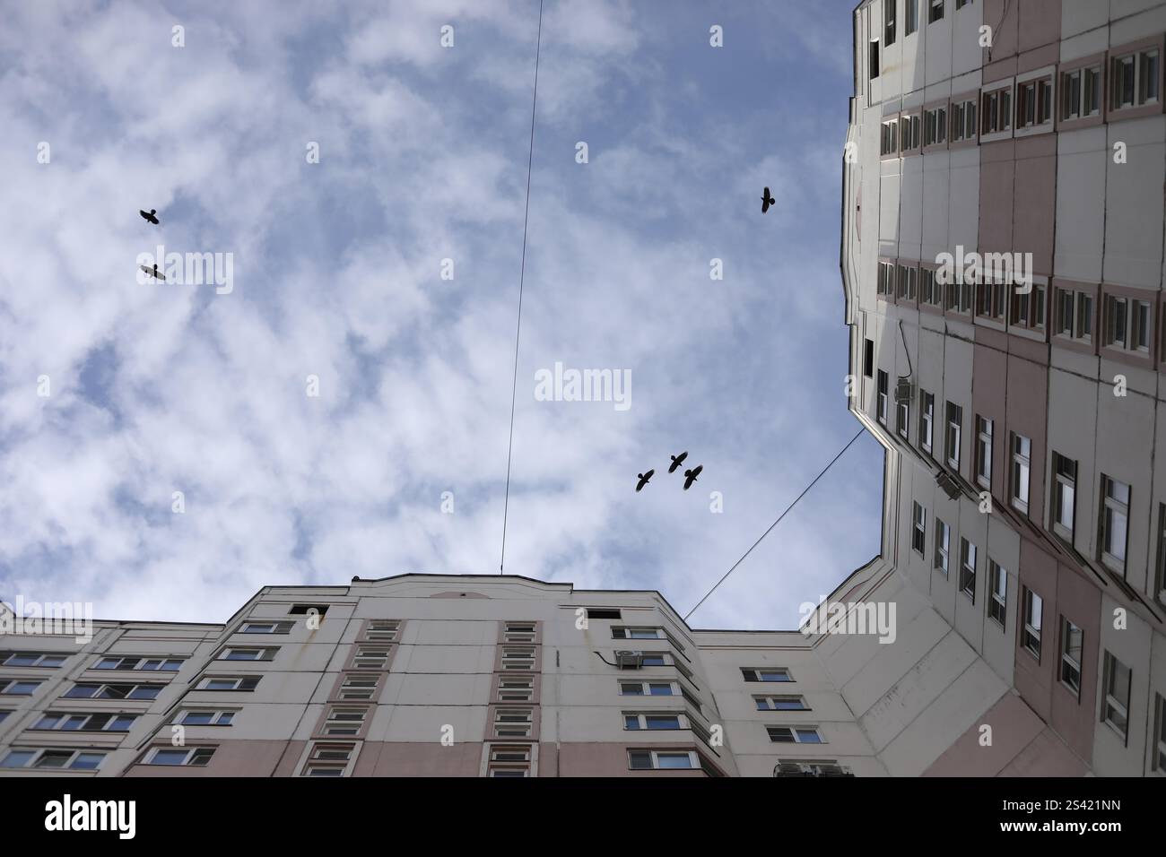 Aerial view flying crows over hi-res stock photography and images - Alamy