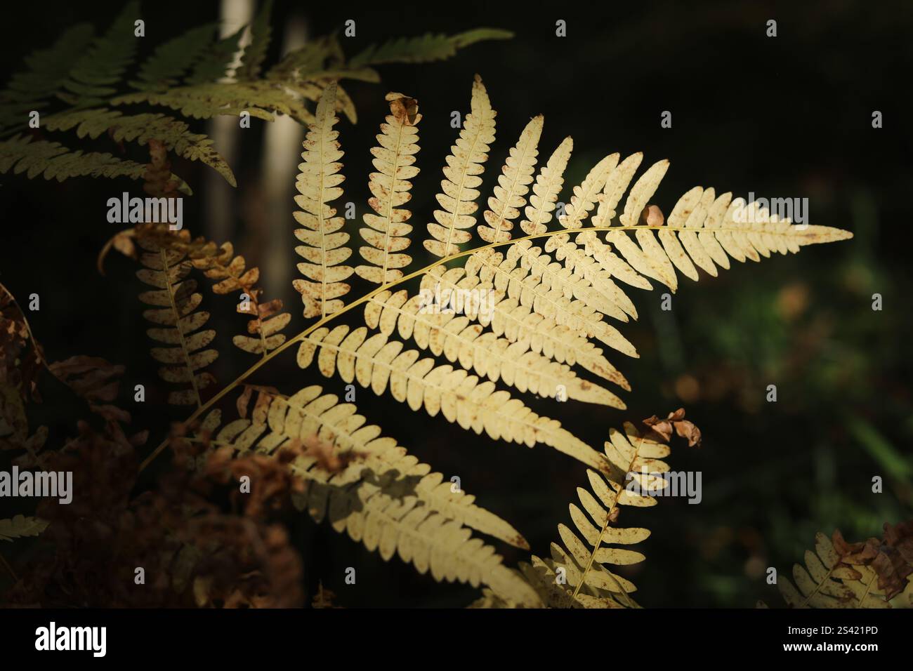 Fern in the forest. Light on a plant. Details of nature. A thicket of ...