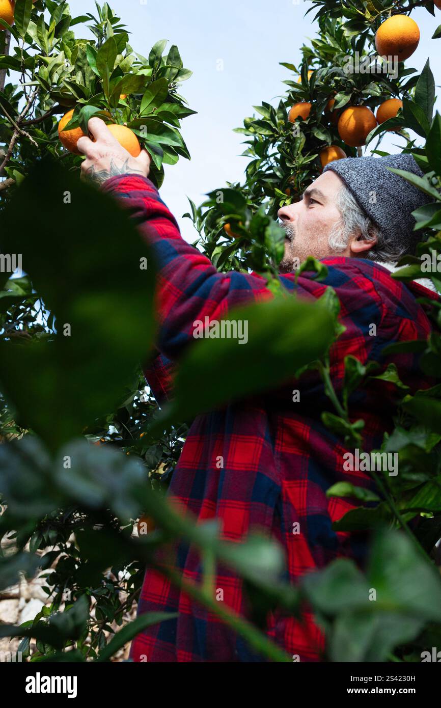 Young man working in orchards picking oranges from the tree Stock Photo ...