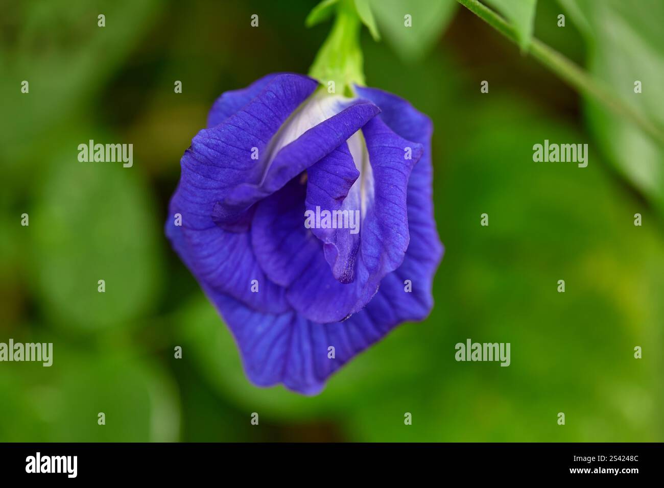 Butterfly pea hi-res stock photography and images - Alamy