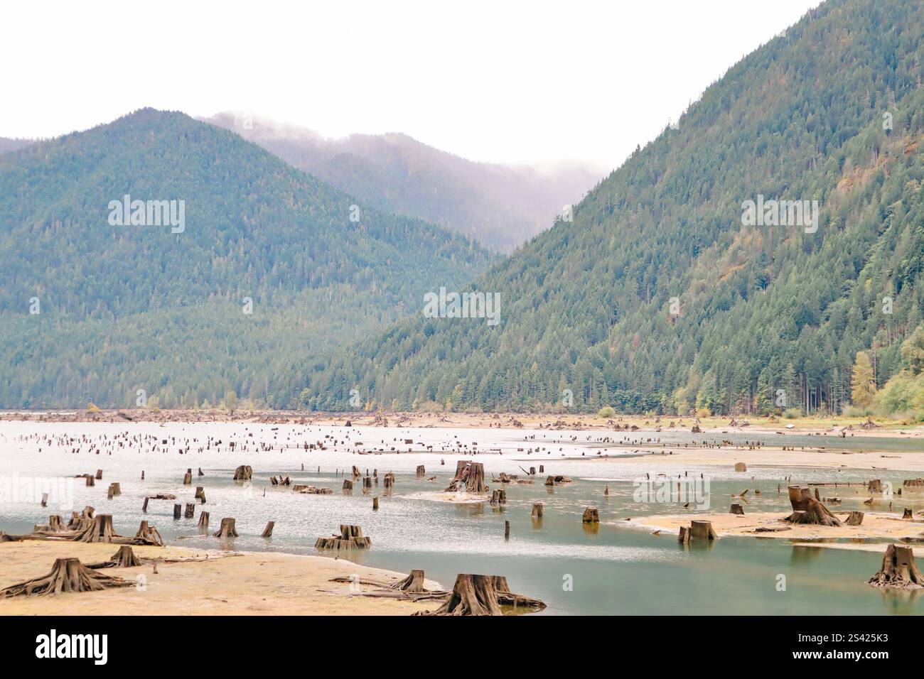 Tree stumps preservation hi-res stock photography and images - Alamy