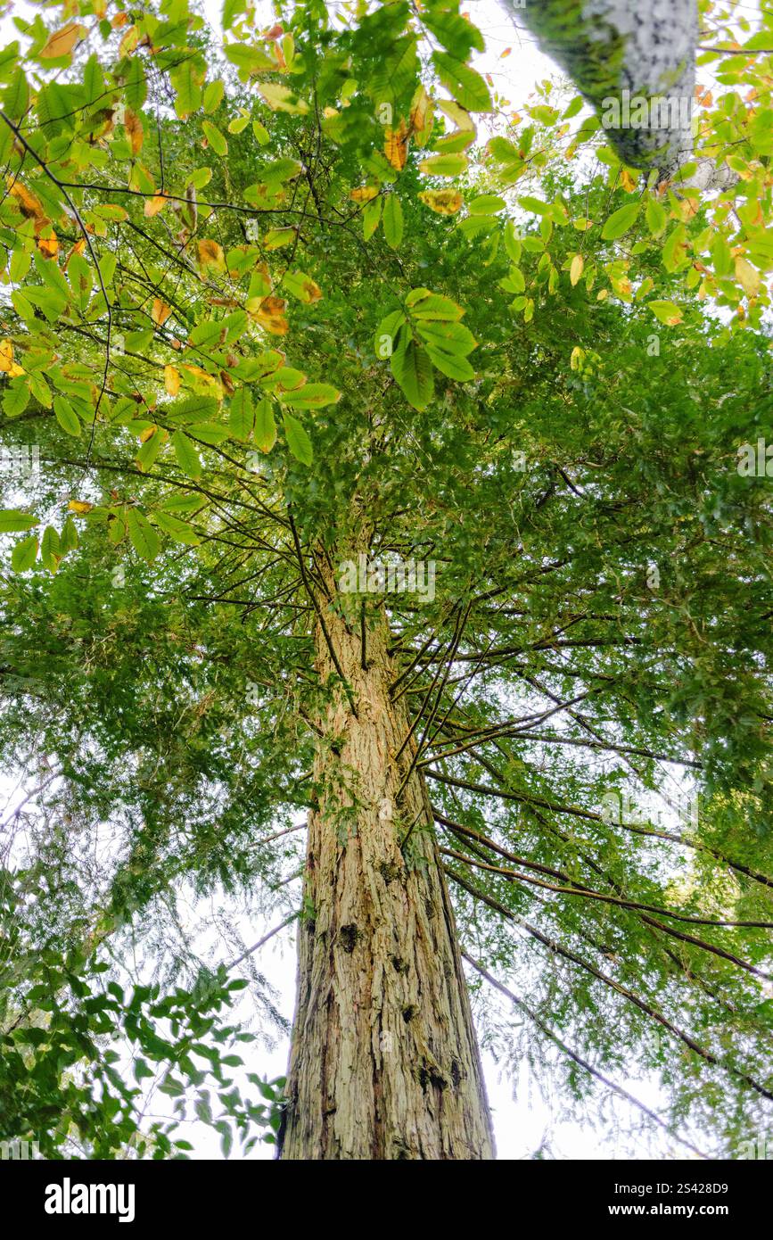 Majestic Tree Trunk and Lush Green Canopy Viewed from Below Stock Photo ...