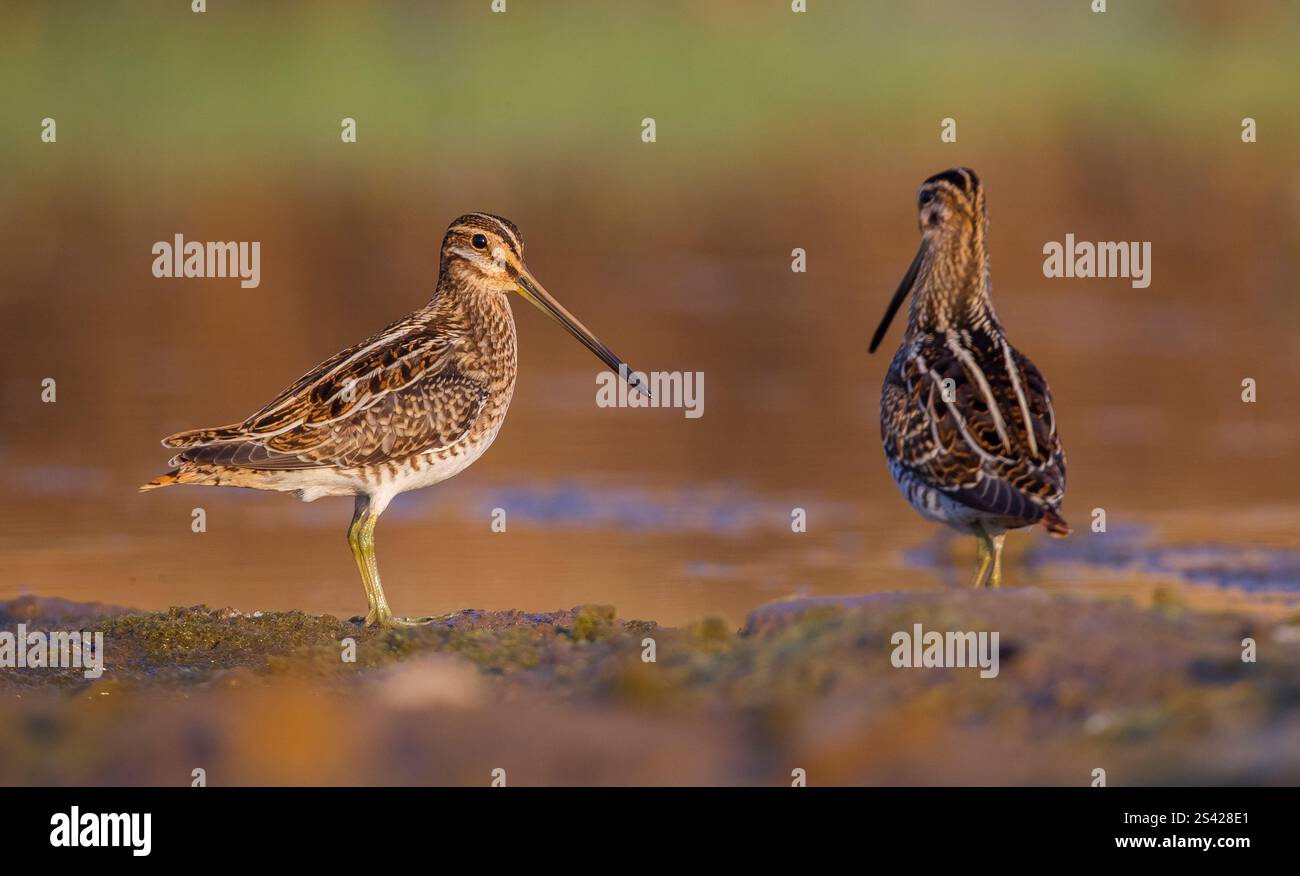 Common Snipe (Gallinago gallinago) is is a bird that lives in wetlands ...