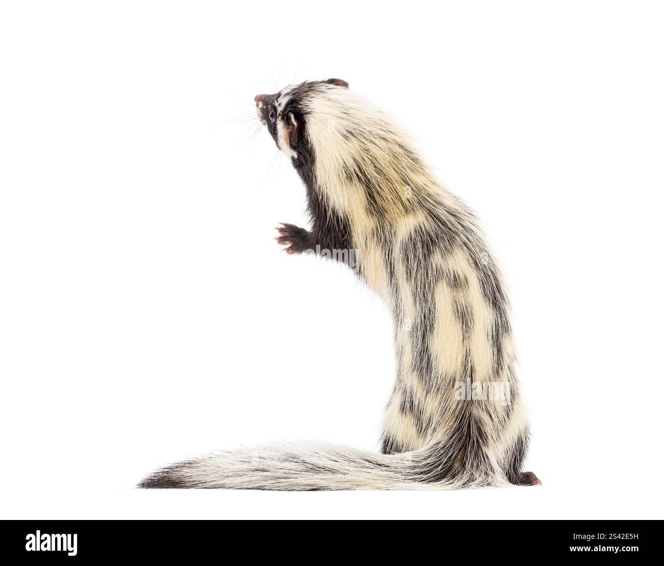 Back view of a Saharan striped polecat, Ictonyx libycus, standing On ...
