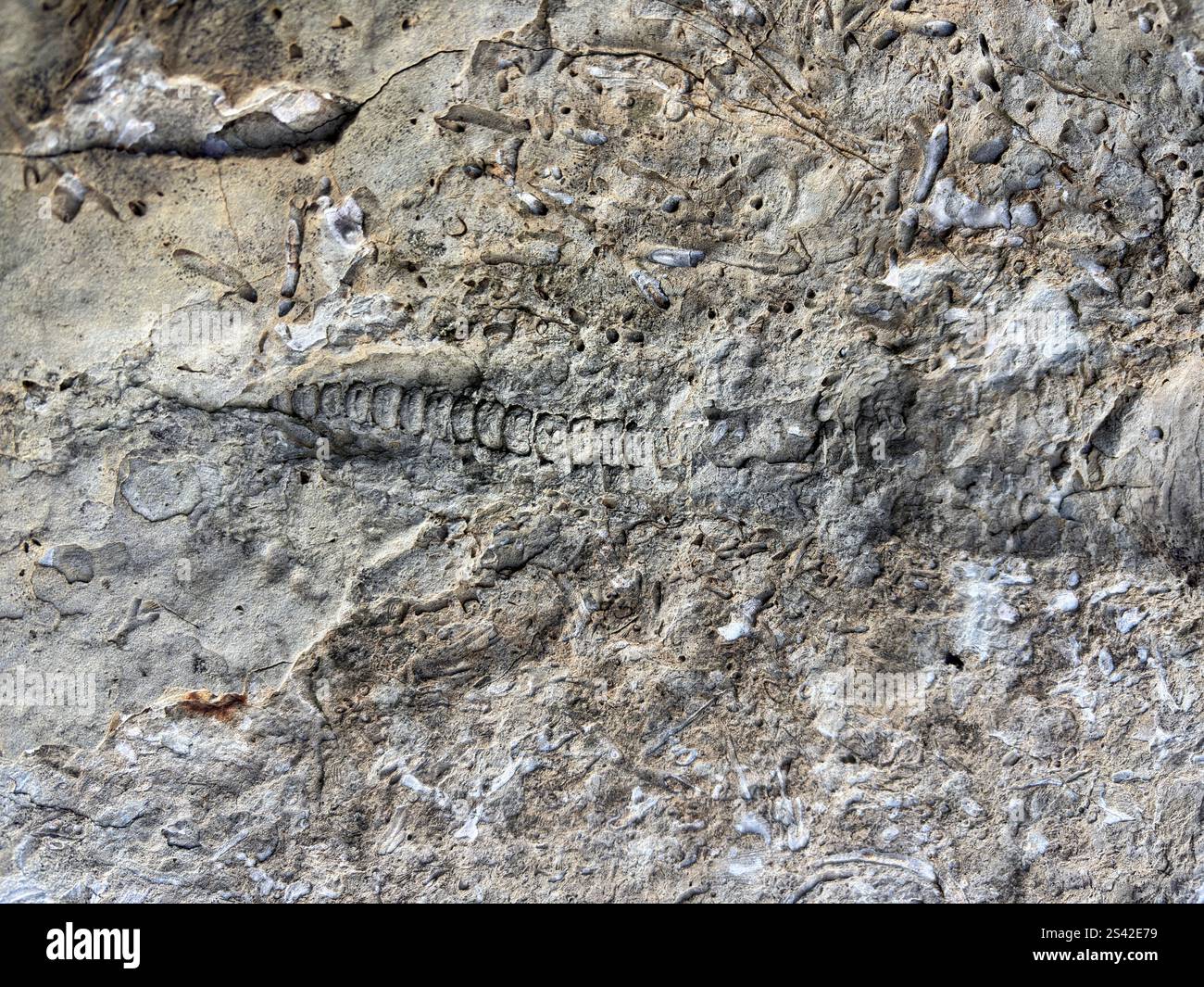 Trilobite fossil embedded in textured rock showcasing details Stock ...