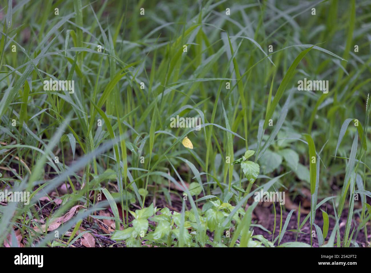 Common Grass Yellow Butterfly on long grass Australia Stock Photo - Alamy