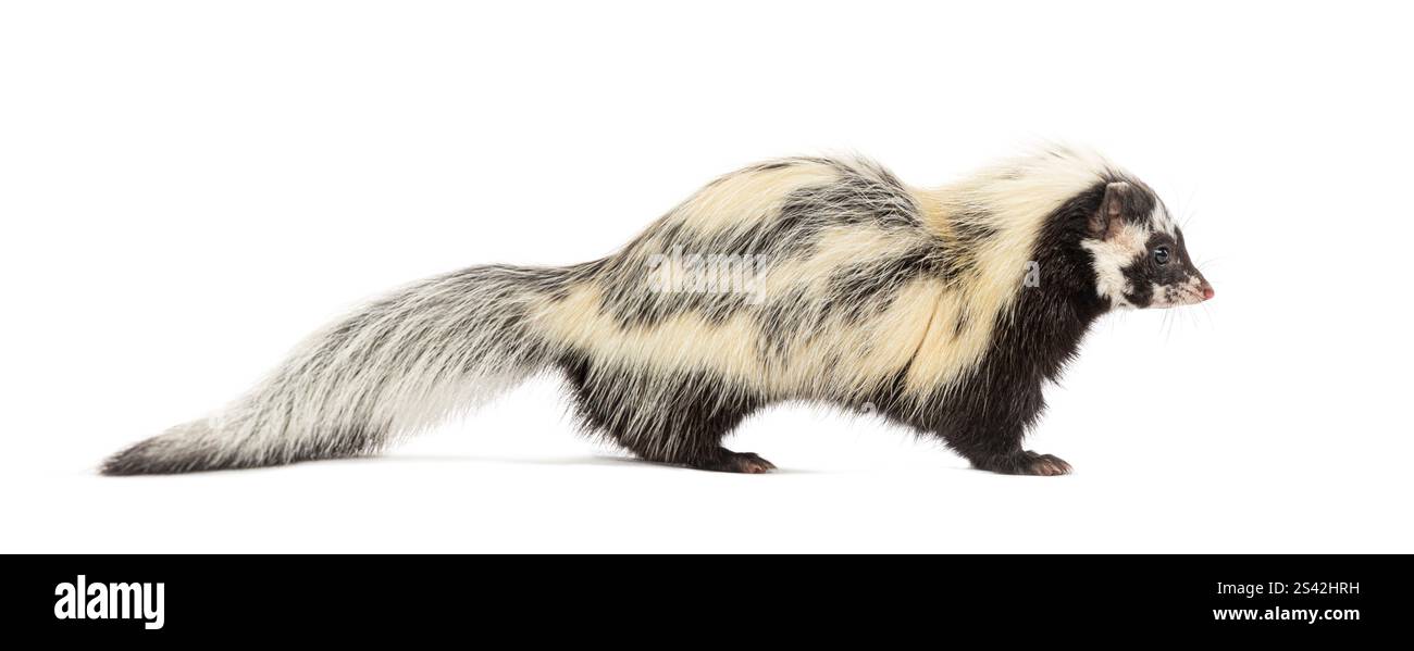 Side view of Saharan striped polecat, Ictonyx libycus, isolated on ...