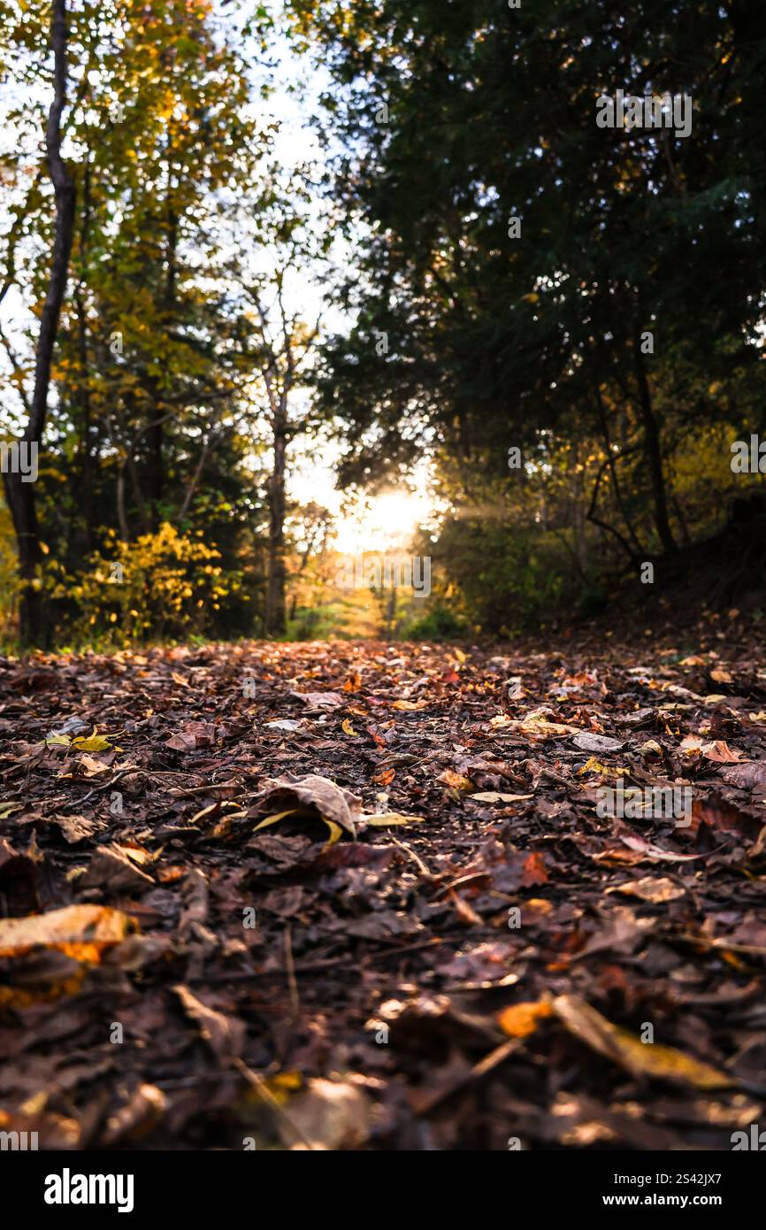 Forest path covered with fall leaves, sunlight glowing through trees ...