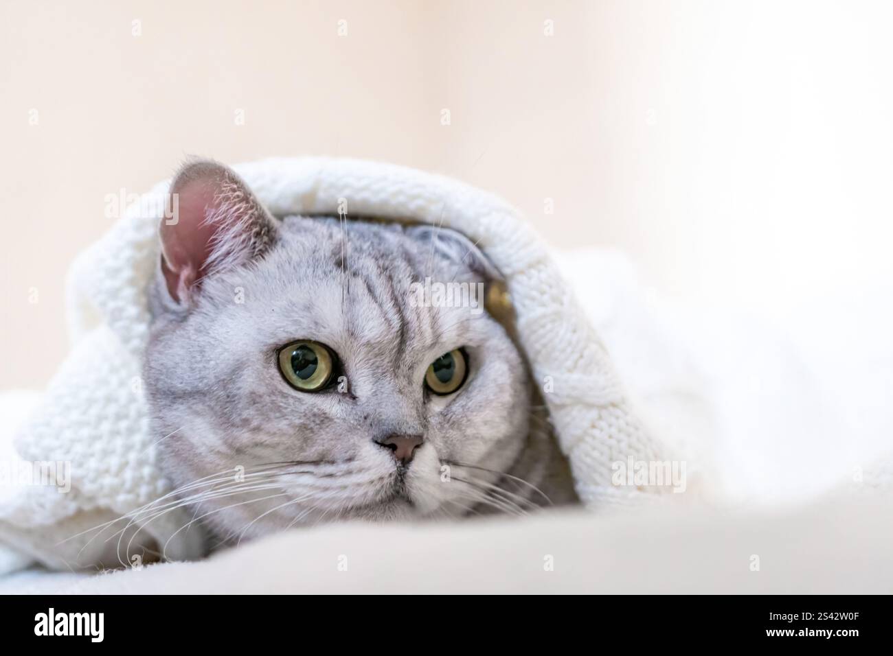 Cat Blanket Cozy - Cute gray tabby cat snuggles under a white blanket ...
