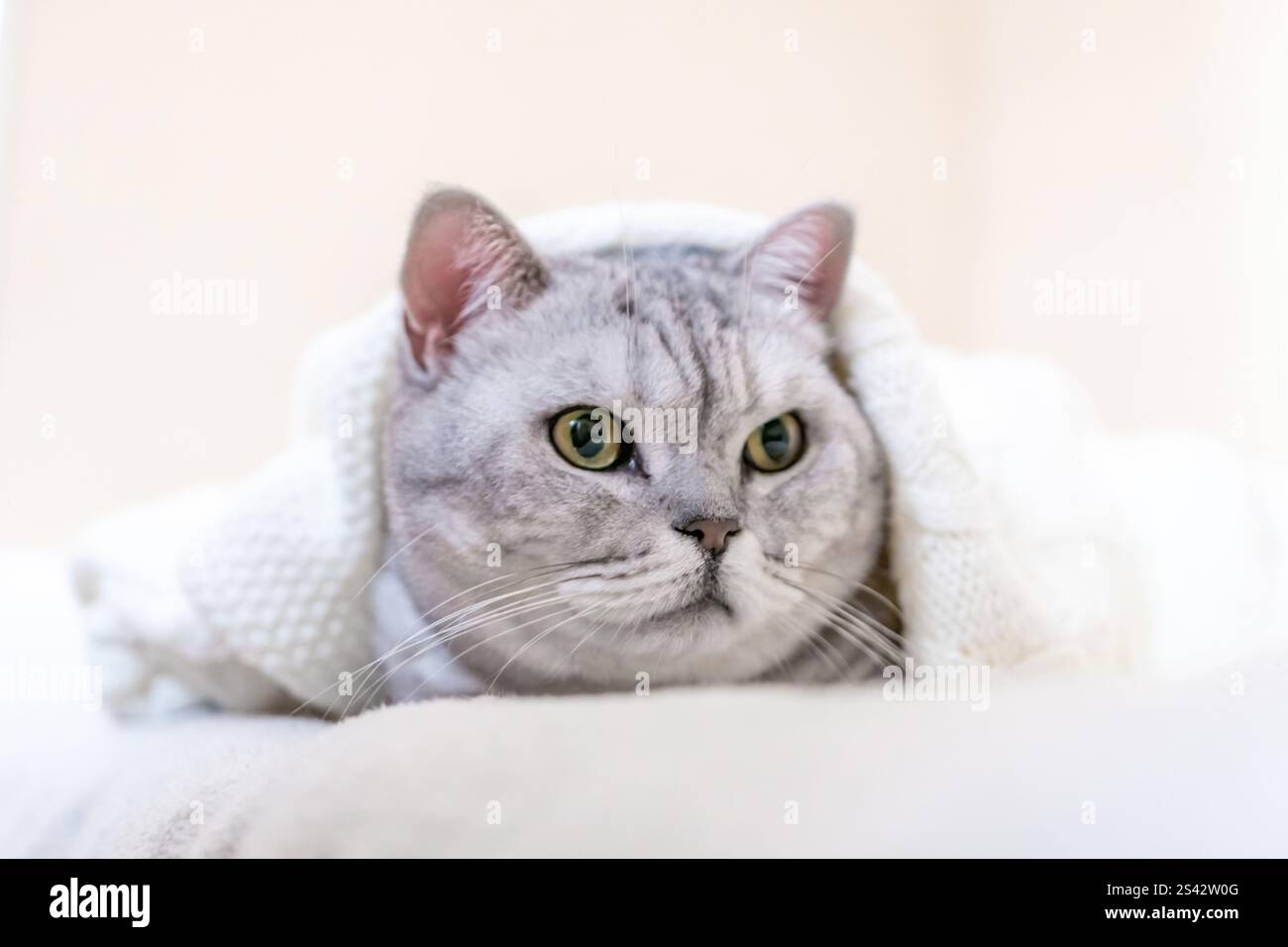 Cat Blanket Bed Cute Gray Cat Relaxing Under White Blanket on Bed Stock ...