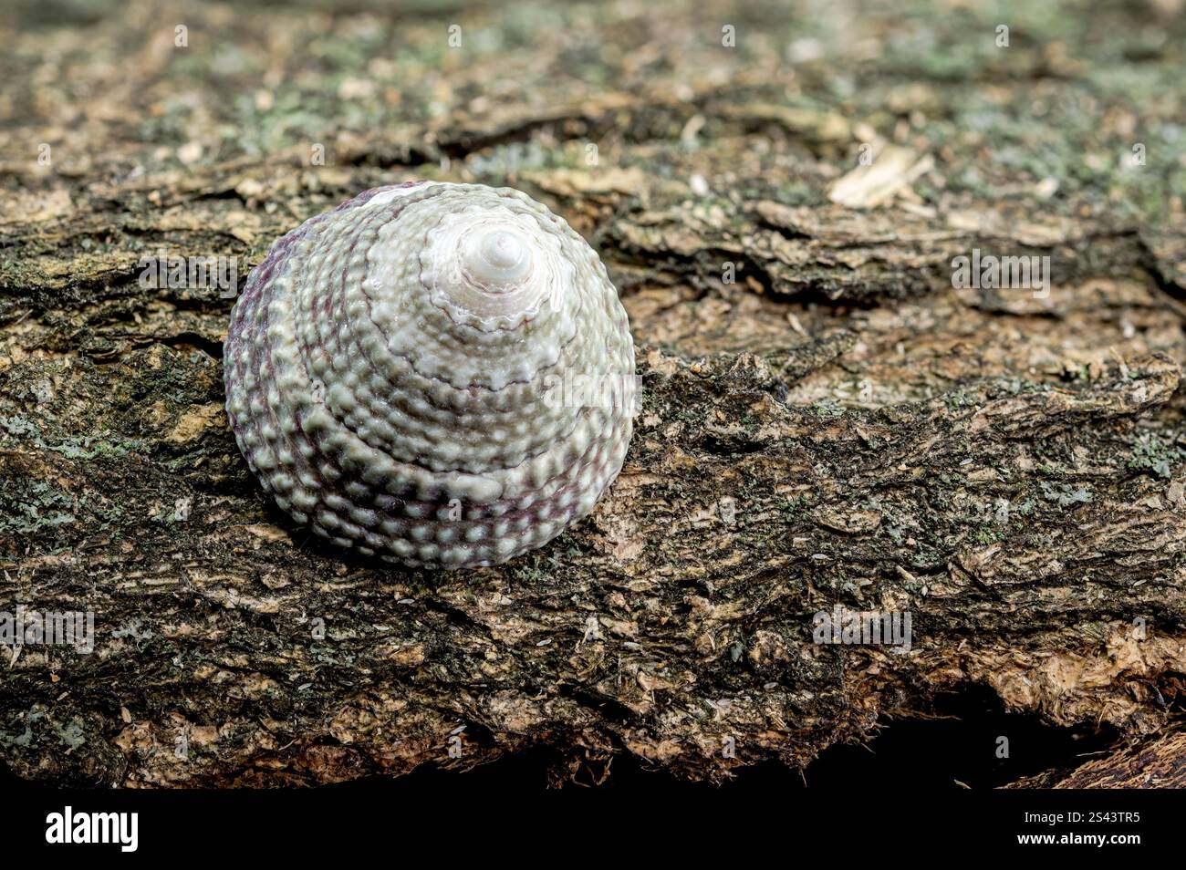Macro photograph of a small spiral shell with intricate patterns ...