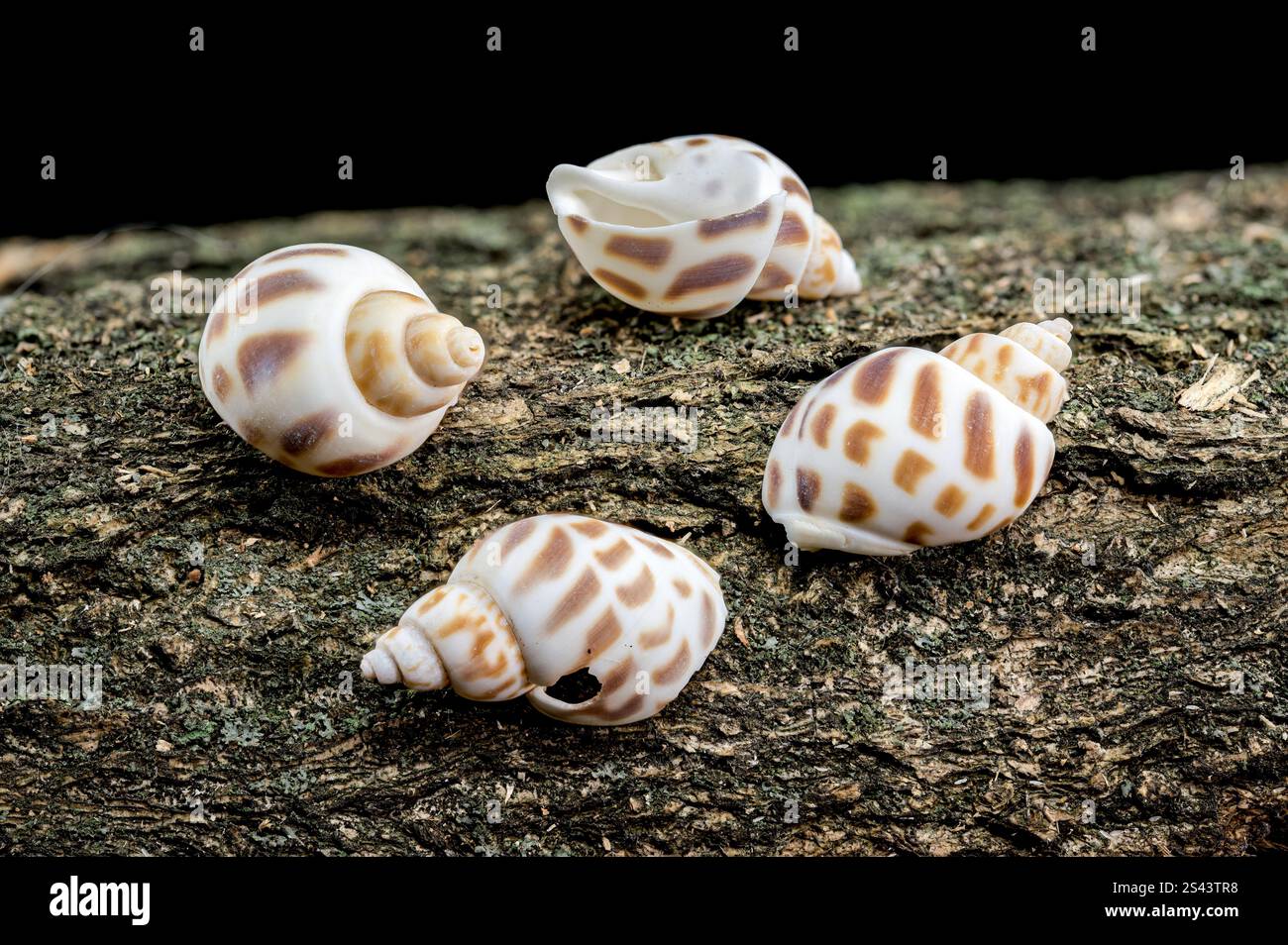 Macro photograph of a small spiral shell with intricate patterns ...
