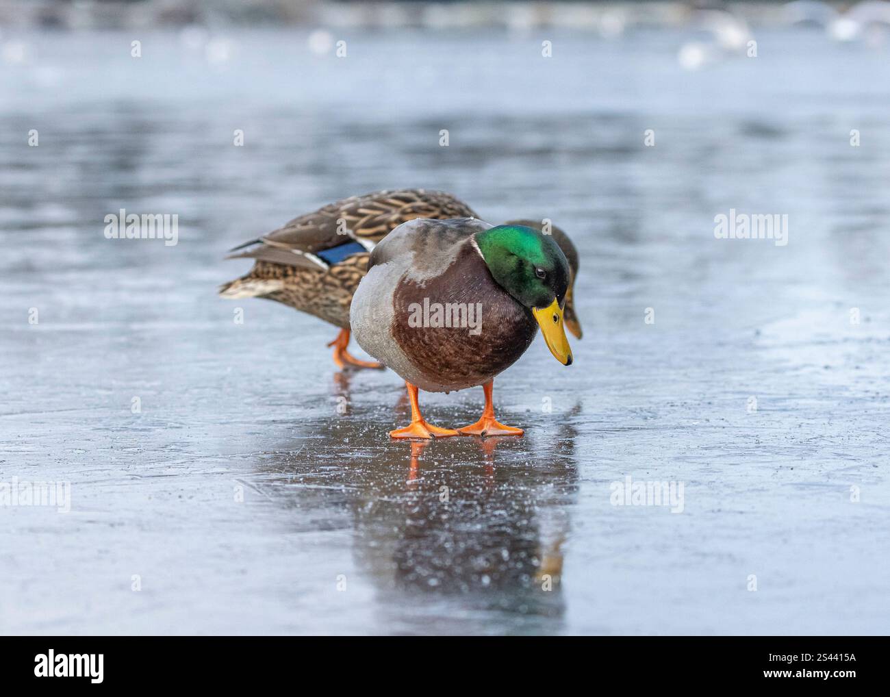 Kidderminster, UK. 10th January, 2025. UK weather: the UK's wildlife ...