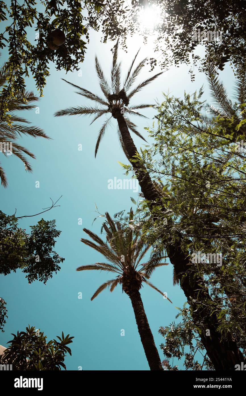 Moroccan palm hi-res stock photography and images - Alamy