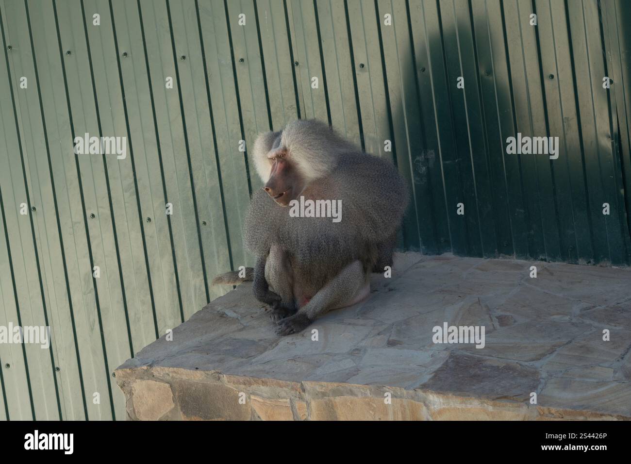 Baboon Grooming Enclosure Zoo Animal Care Stock Photo - Alamy