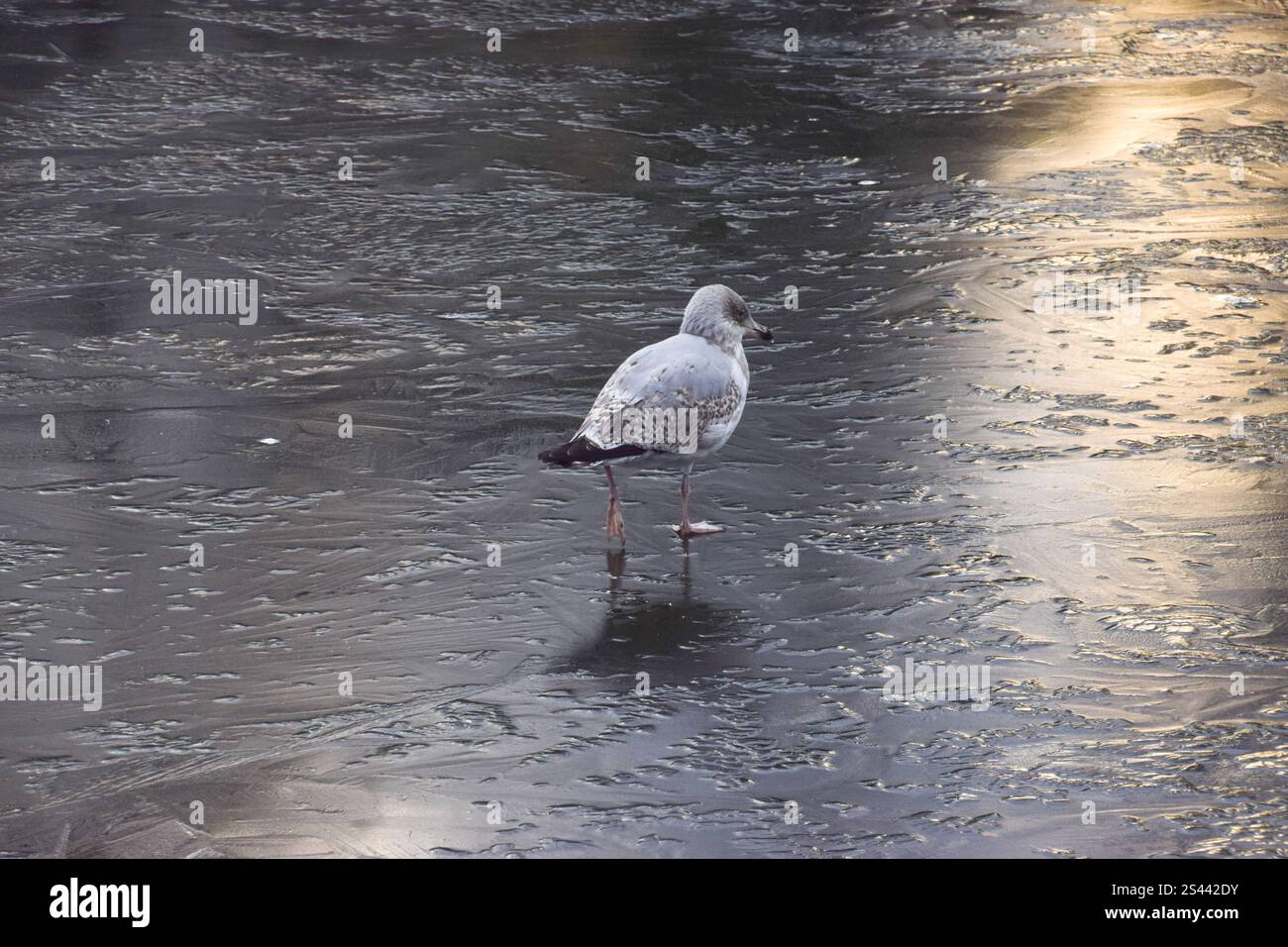 London, UK. 10th January 2025. A gull walks on the frozen lake in St ...