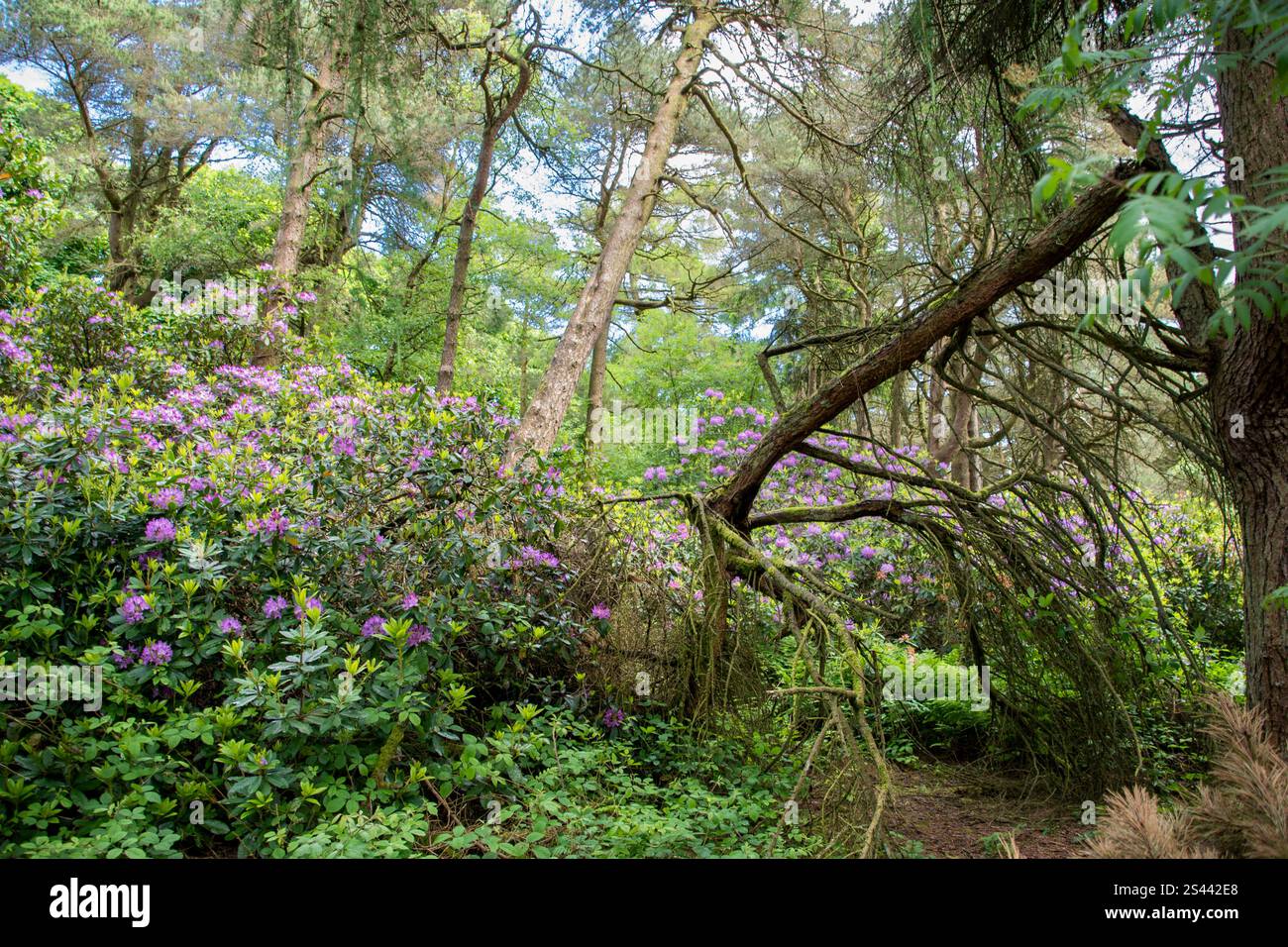 A rhododendron bush in flower in native woodland at Blacka Moor Nature ...