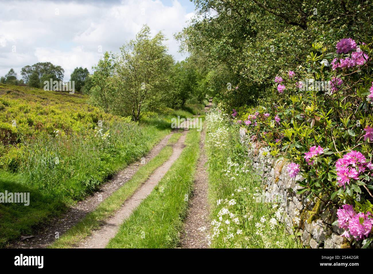 A dirt track and drystone wall marks the boundary between woodland and ...