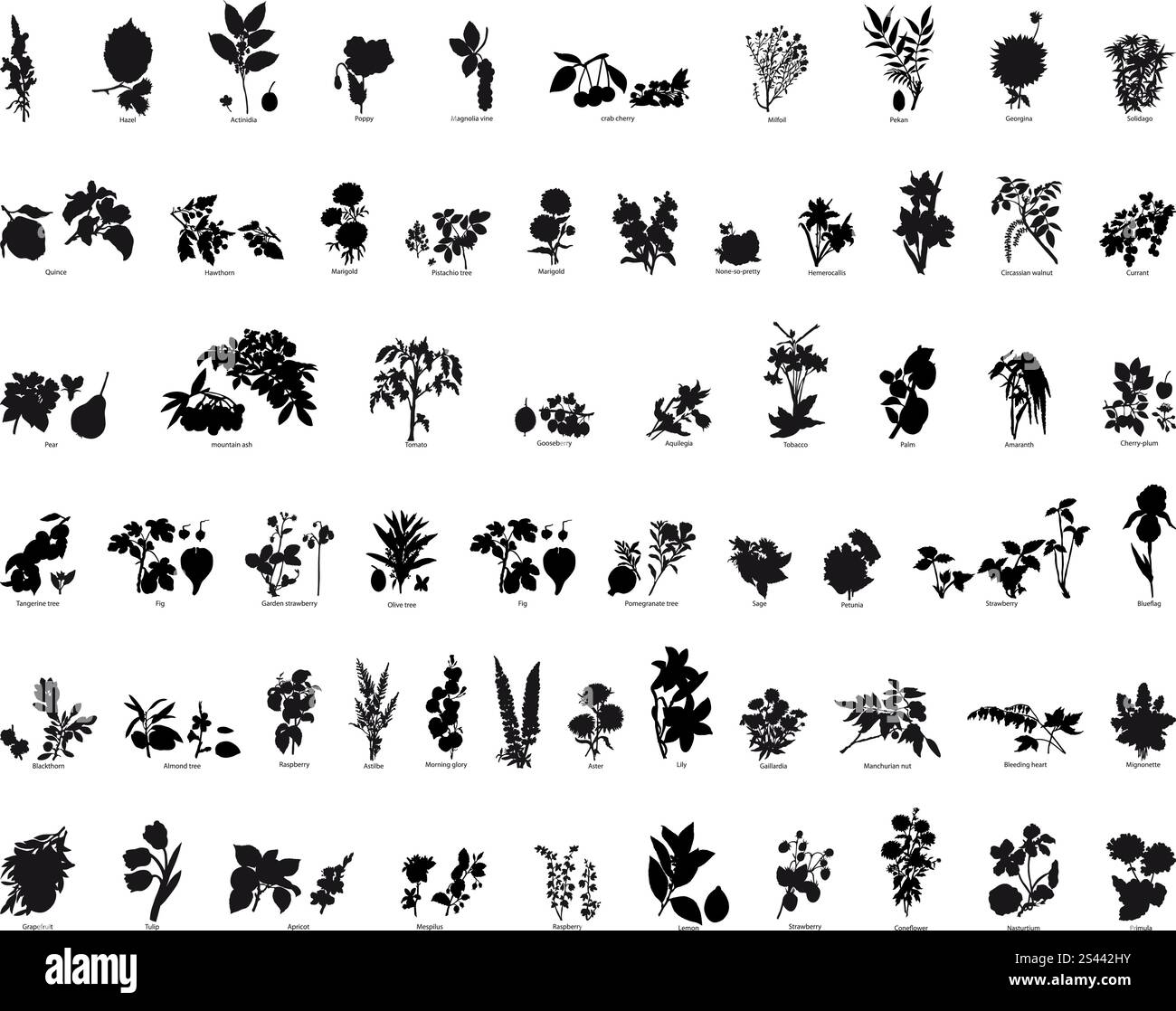 Collection of different vector berries and flowers Stock Vector Image ...