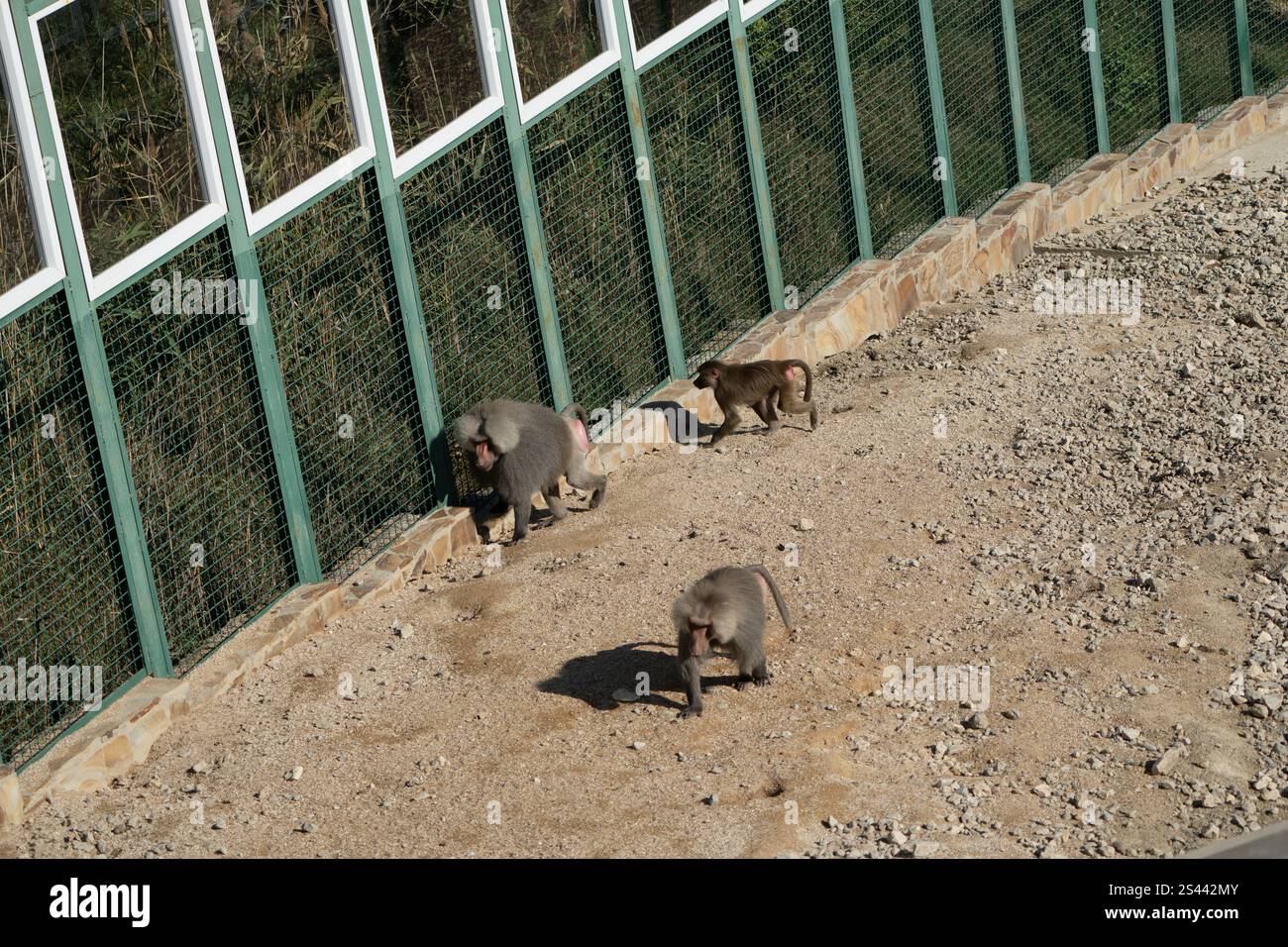 Monkeys Zoo Enclosure Habitat - Two monkeys in a zoo enclosure near a ...