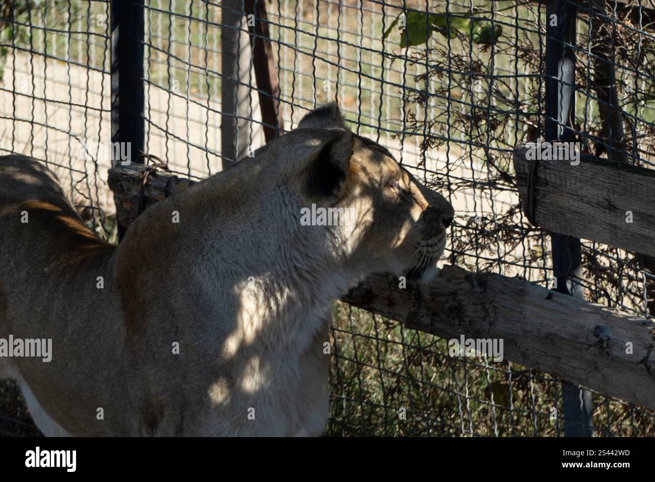 Lion Enclosure Zoo Animal Wildlife Stock Photo - Alamy