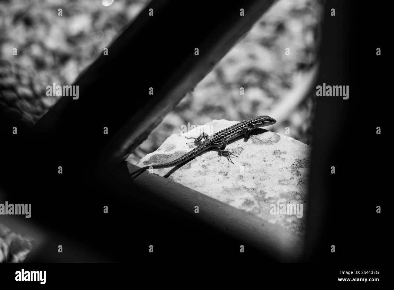 Black and white Lizard Stock Photo - Alamy