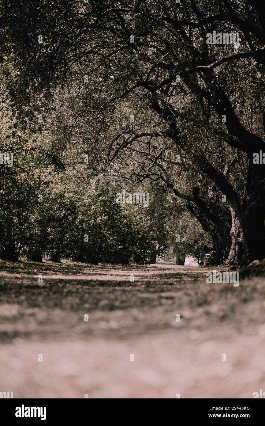 Walking path under olive trees Stock Photo - Alamy
