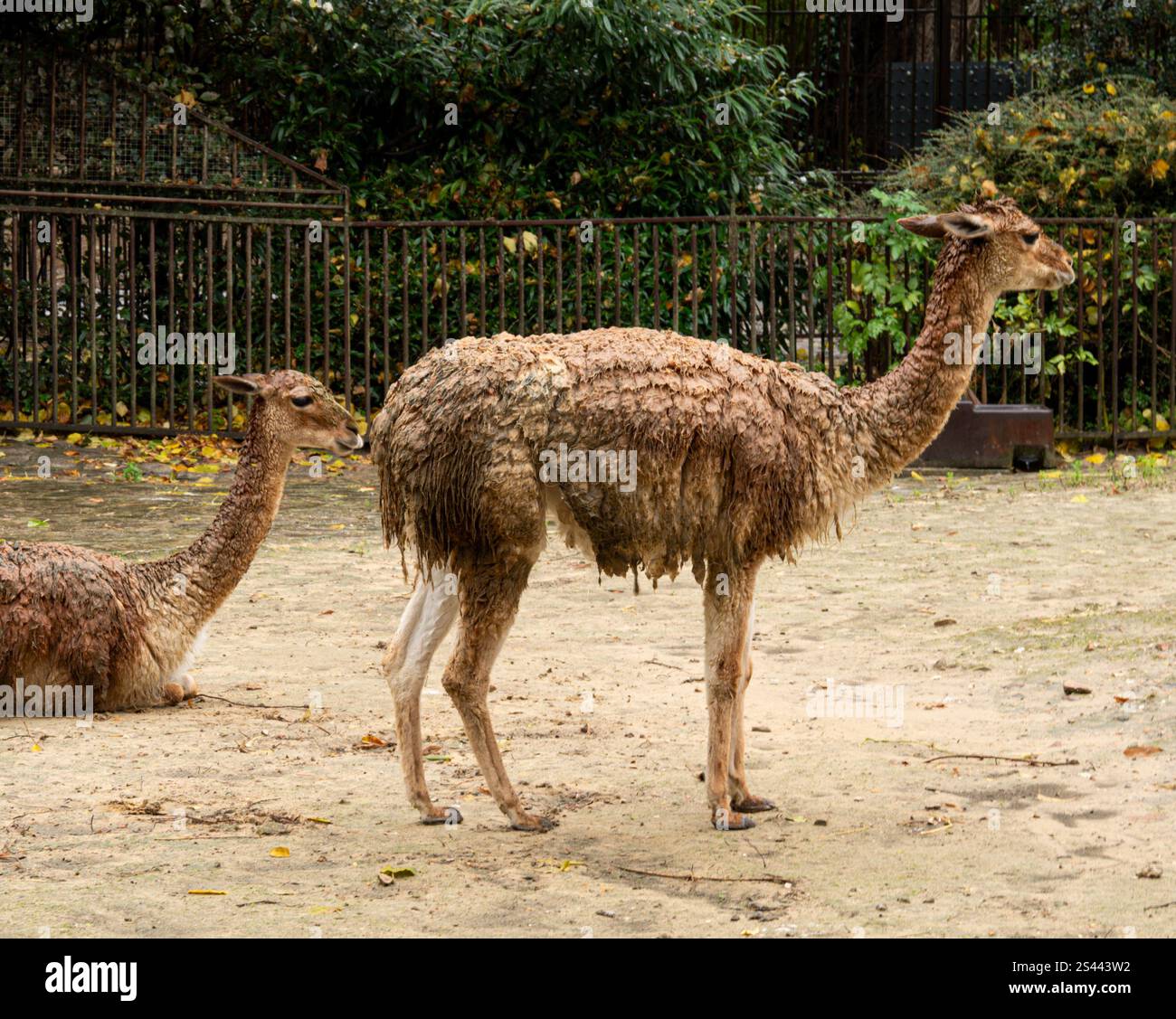 Animals unique characteristics hi-res stock photography and images - Alamy