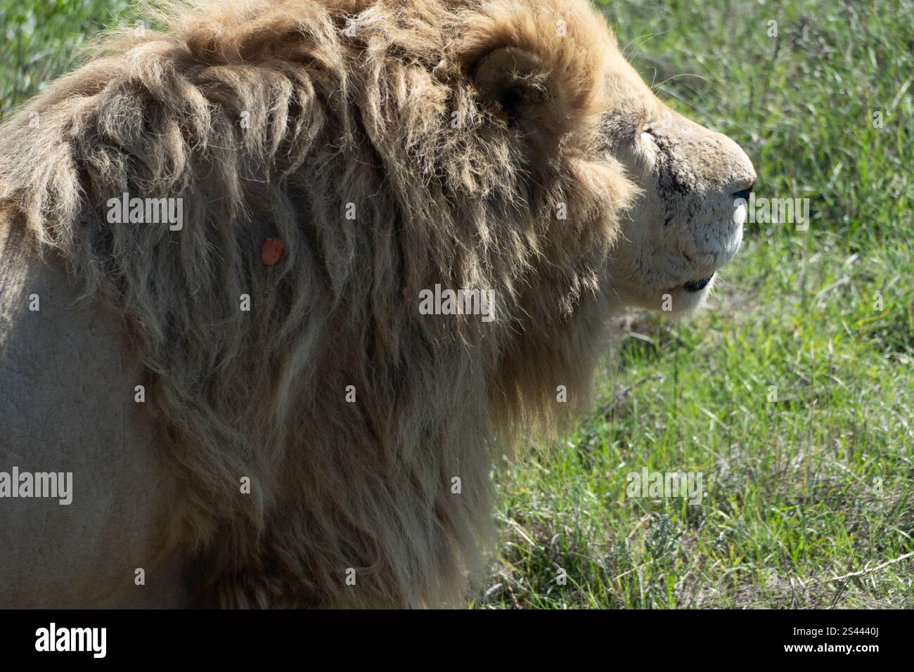 Lion, Wildlife, South Africa - Close-up Portrait of a Majestic Lion in ...