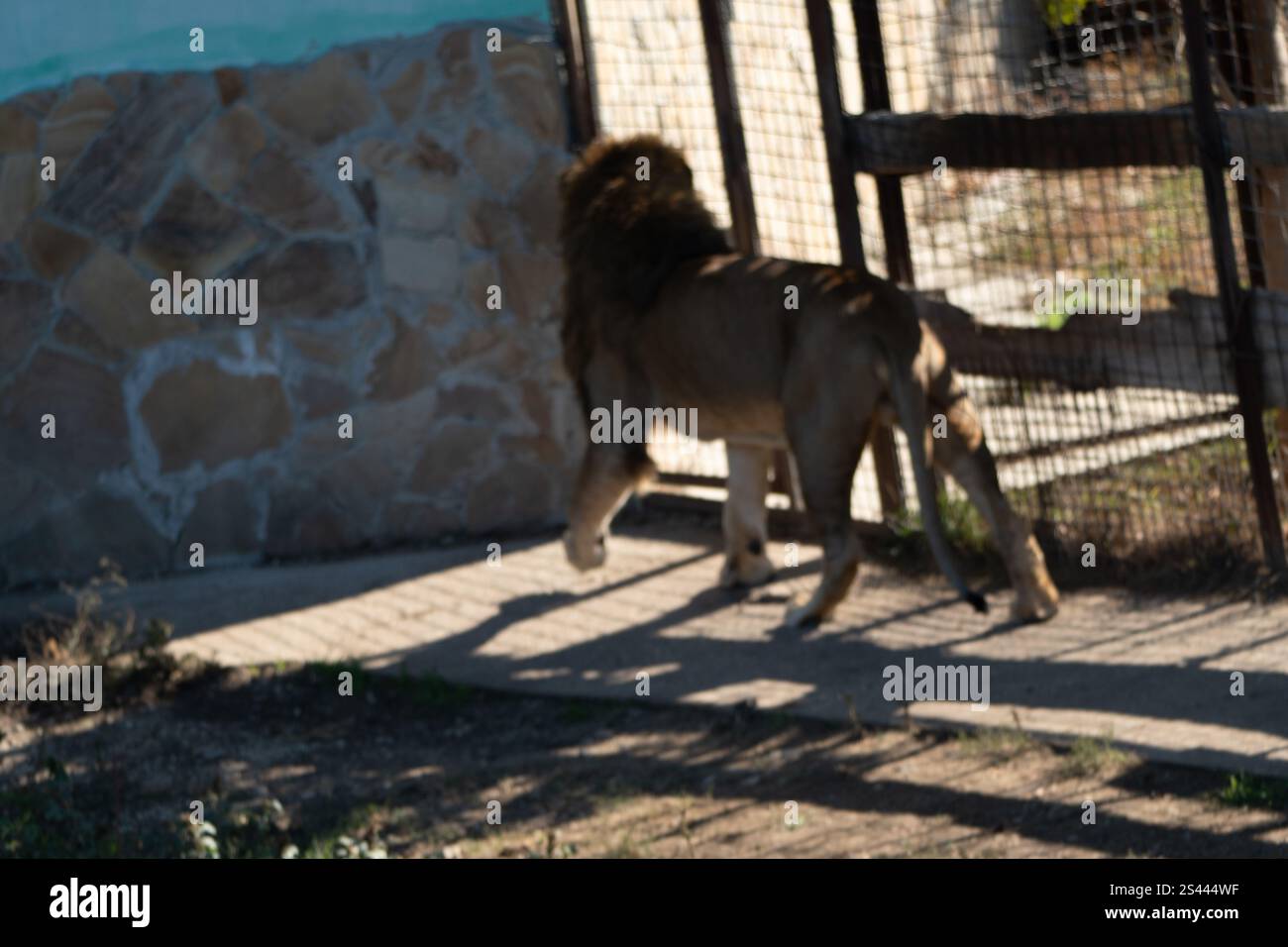 Lion Enclosure Gate Wildlife Sanctuary - A lone male lion walks towards ...