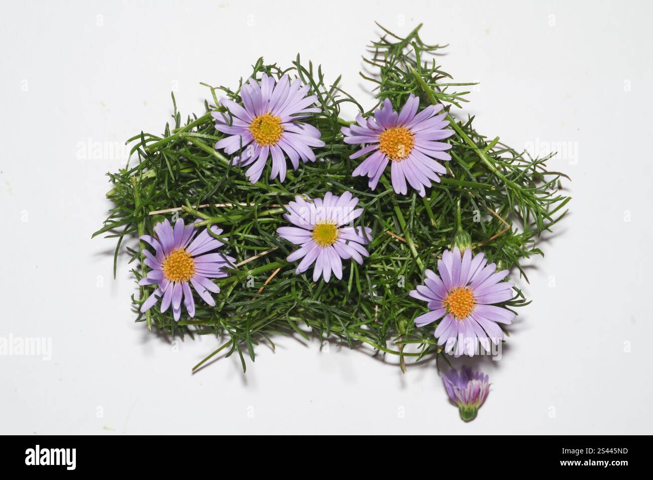 map of australia created with australian native Brachyscome daisies ...