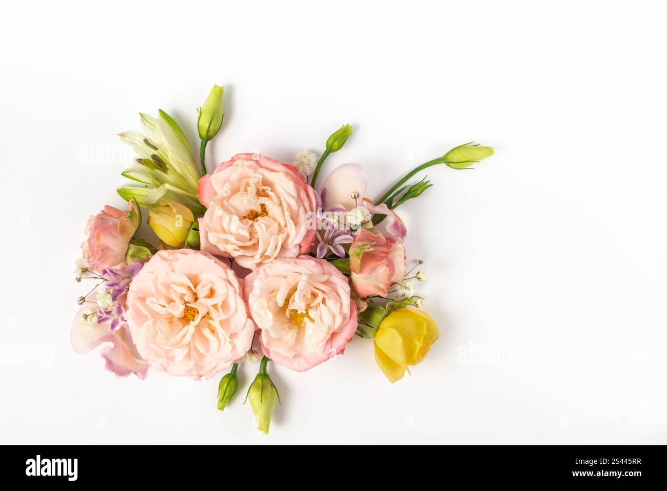 floral layout of pink roses on a white background. Top view, flat lay ...
