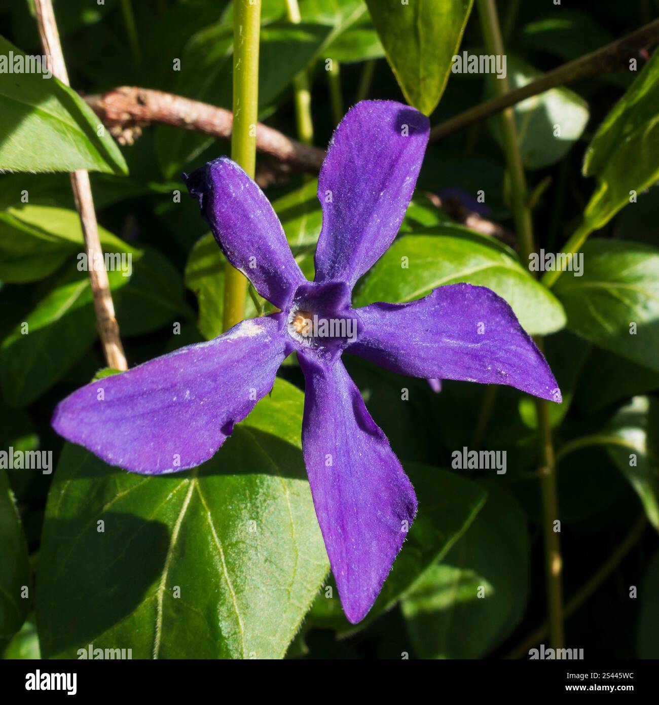 Scottish Borders flowers - herbaceous periwinkle Stock Photo - Alamy