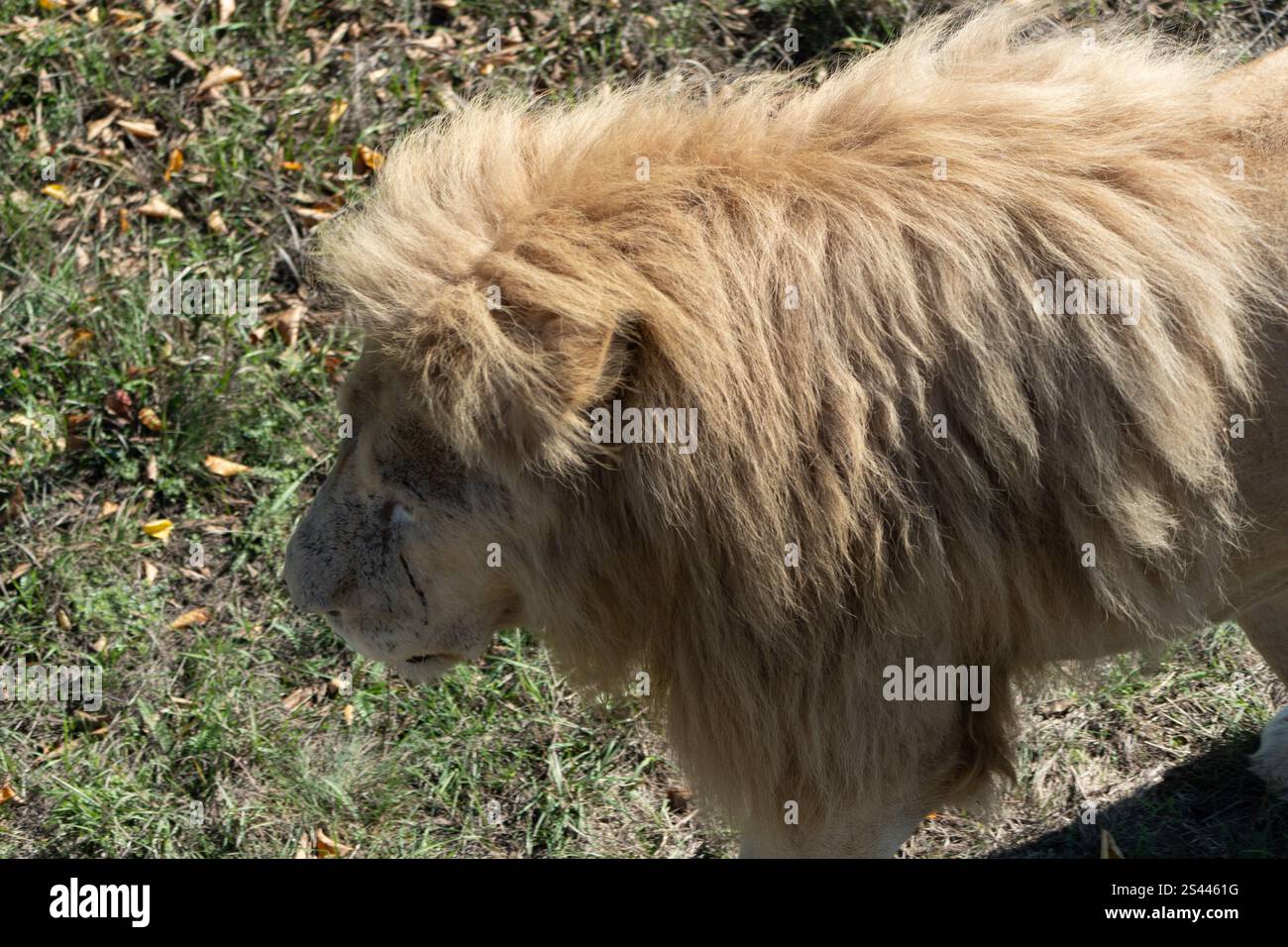 Lion, Mane, Safari - Closeup of a Lion's Mane in a Safari Setting Stock ...