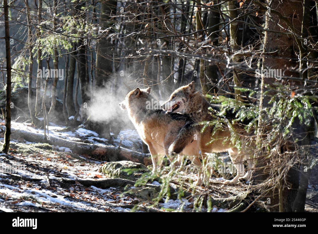Wölfe bei Paarung Wölfe, Paarung Wölfe, Paarung *** Wolves mating Wolves, mating Wolves, mating ...