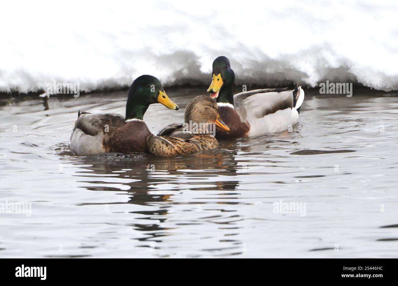 Nordlic hi-res stock photography and images - Alamy